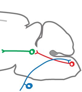 Contact us – sensory neurobiology laboratory